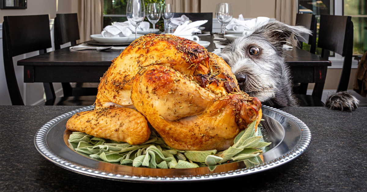 Are You Ready "Fur" Fall? | Potomac Animal Wellness Services